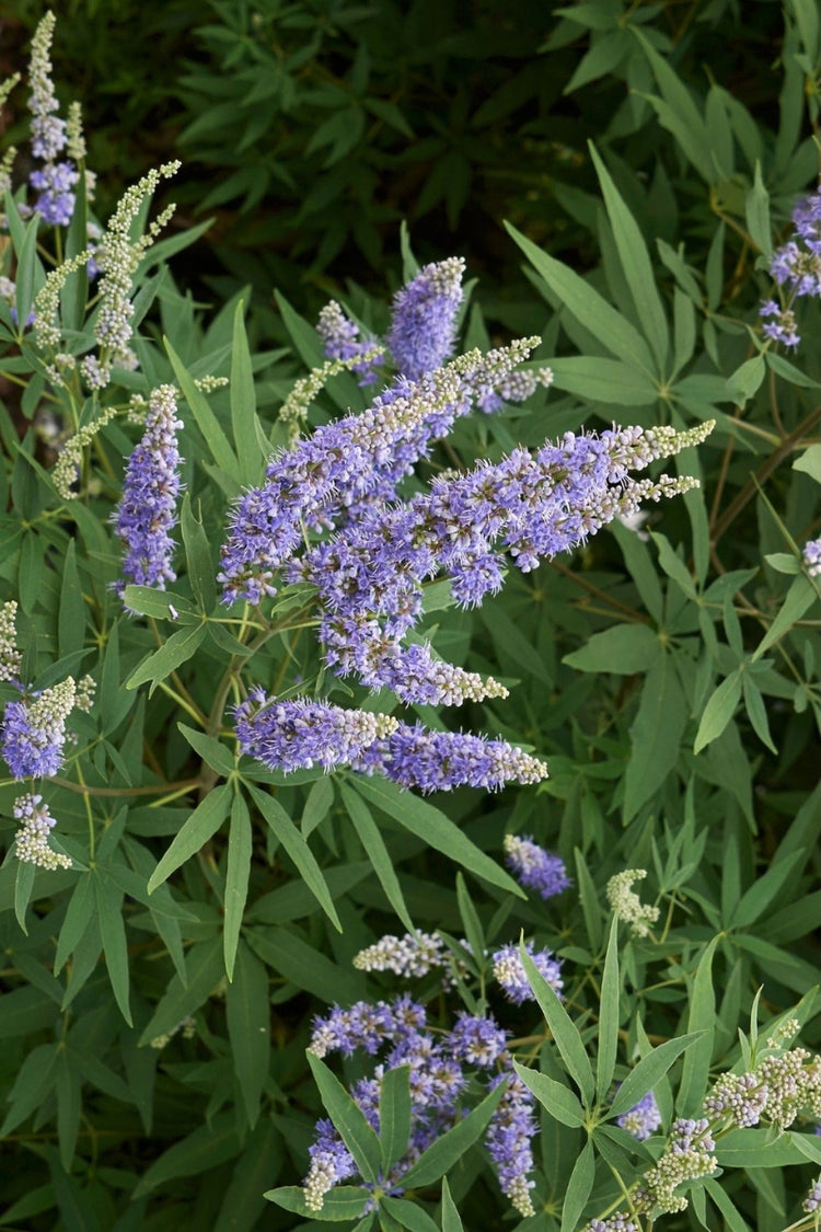 Chaste tree Herb Profile | Kiwiherb Australia – Kiwiherb AU
