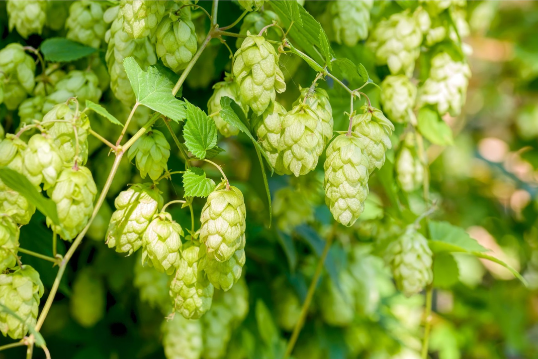 Hops Herb Profile | Kiwiherb Australia – Kiwiherb AU