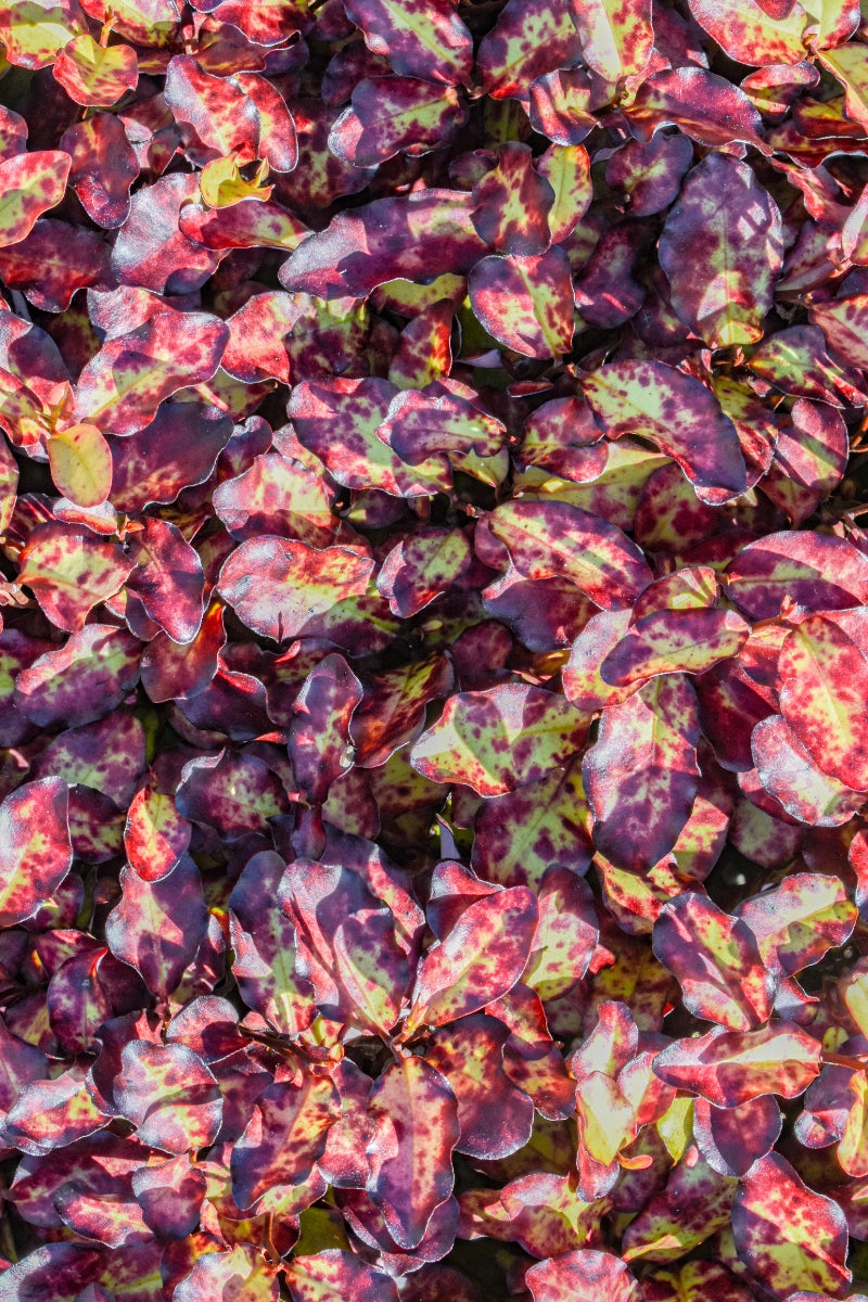 Horopito Herb Profile | Kiwiherb Australia – Kiwiherb AU