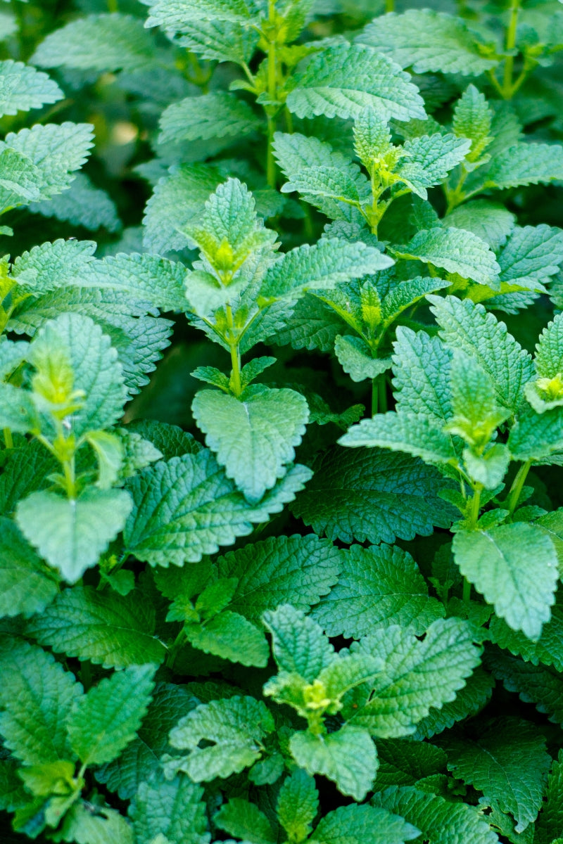 Lemon Balm Herb Profile | Kiwiherb Australia – Kiwiherb AU