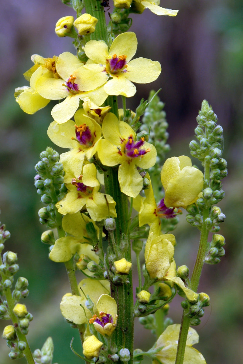 Mullein Herb Profile | Kiwiherb Australia – Kiwiherb AU