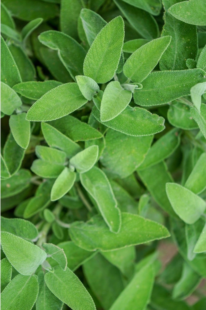 Sage Herb Profile | Kiwiherb Australia – Kiwiherb AU