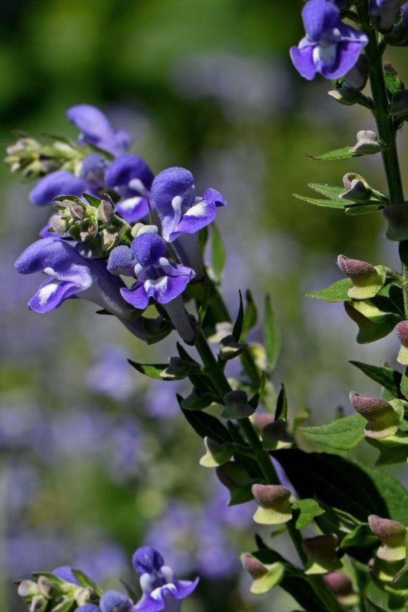 Skullcap Herb Profile | Kiwiherb Australia – Kiwiherb AU